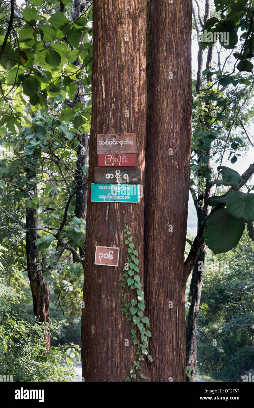 Teak Tree Trunk High Resolution Stock Photography and Images - Alamy