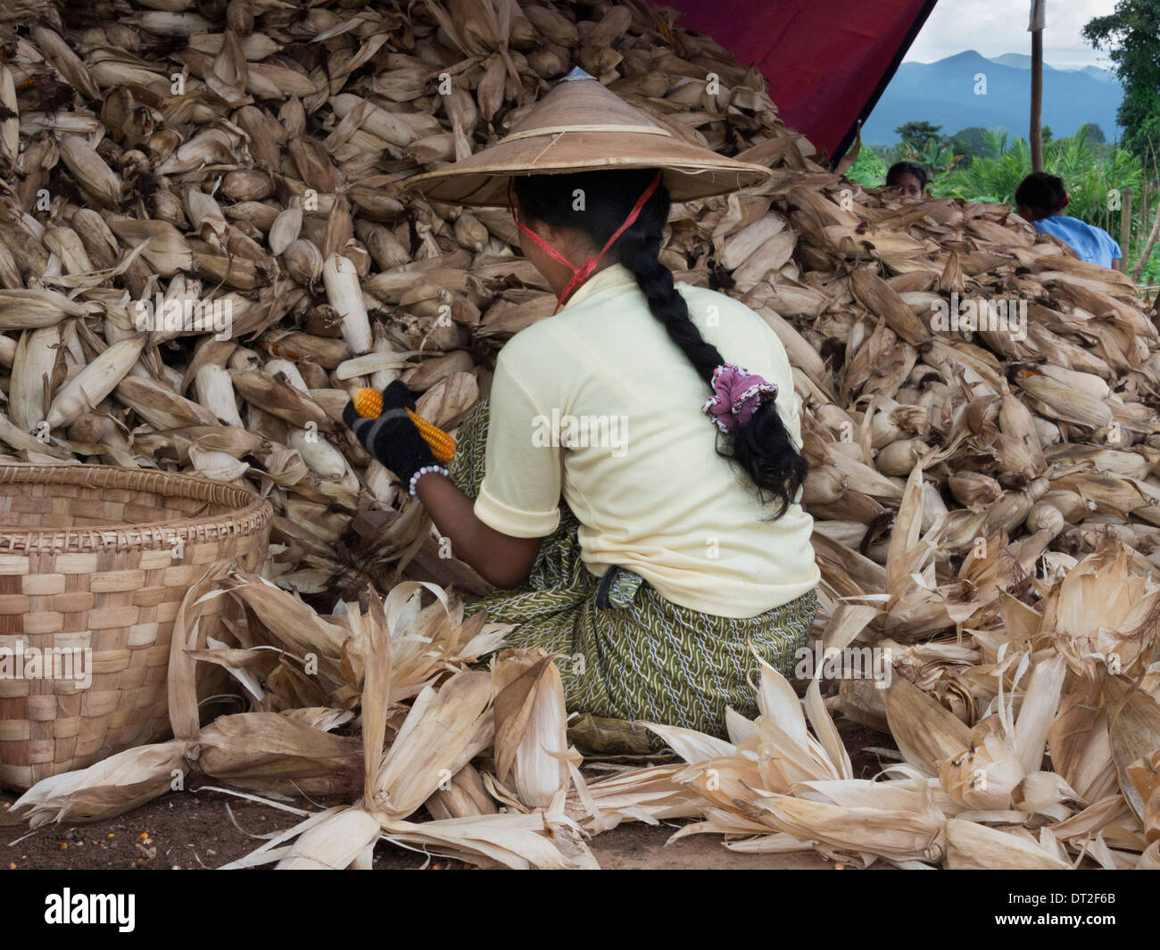 Shucking corn hi-res stock photography and images - Alamy