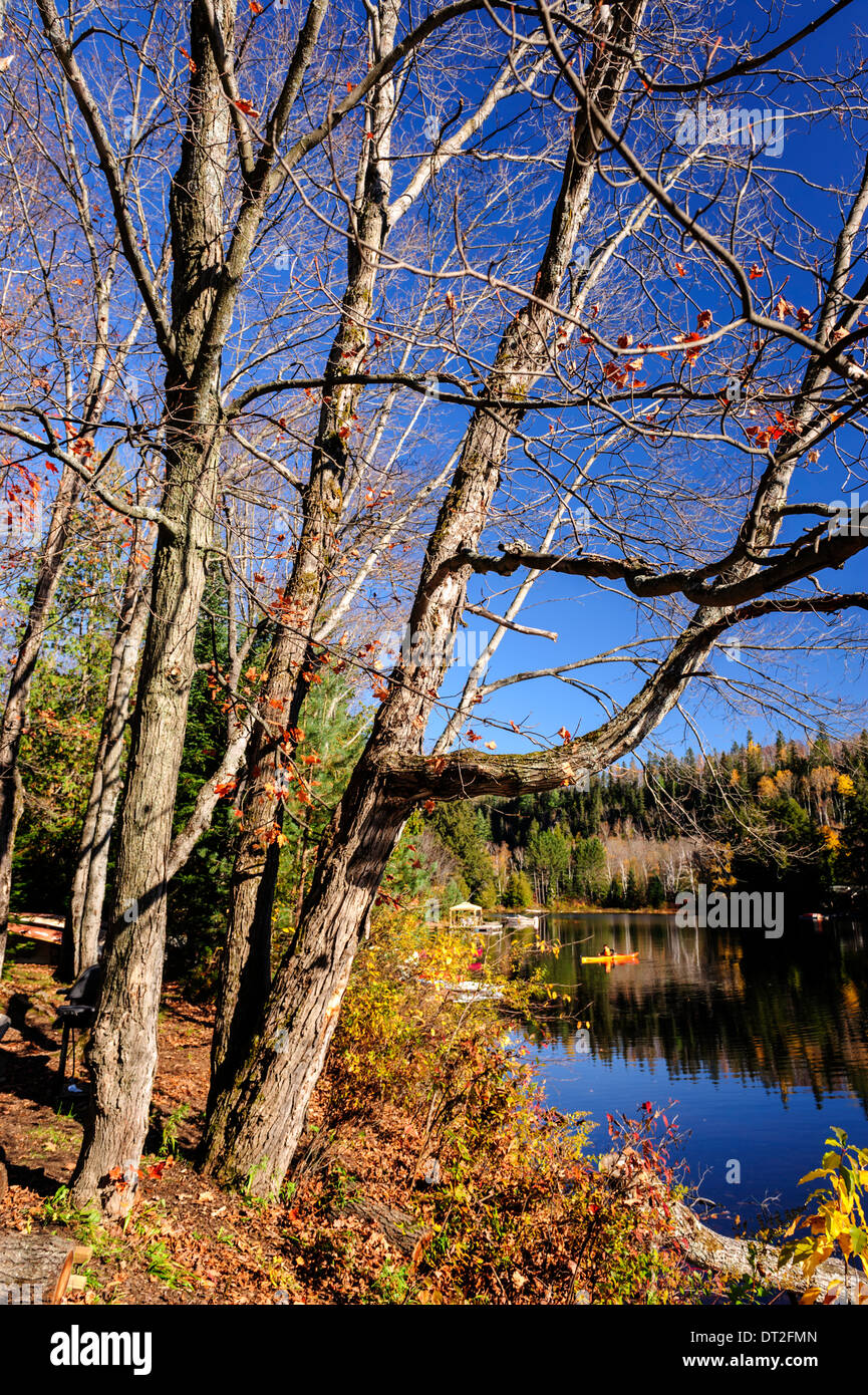 Stripped trees at the end of autumn Stock Photo - Alamy