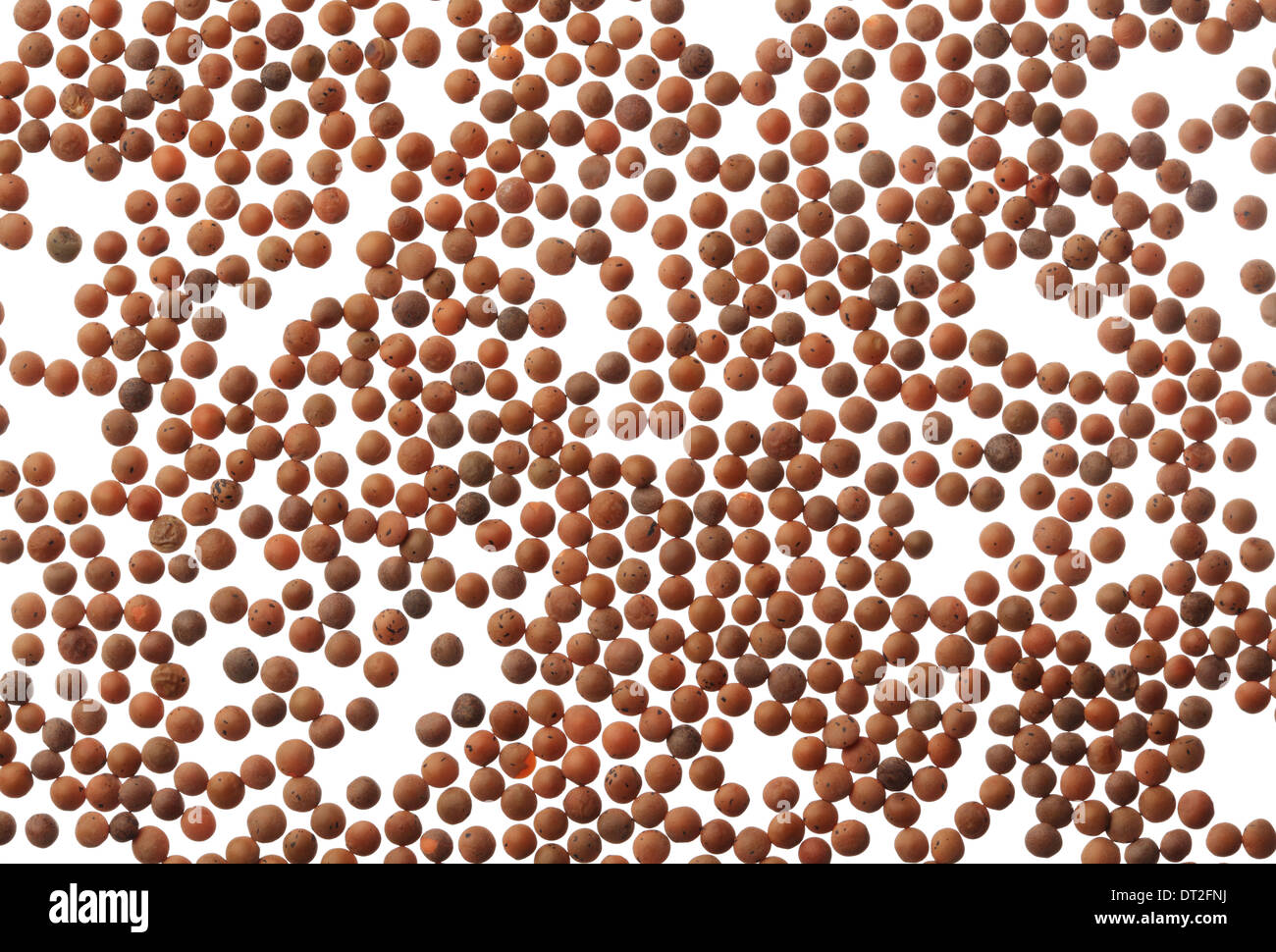 Uncooked lentils isolated on white background Stock Photo - Alamy