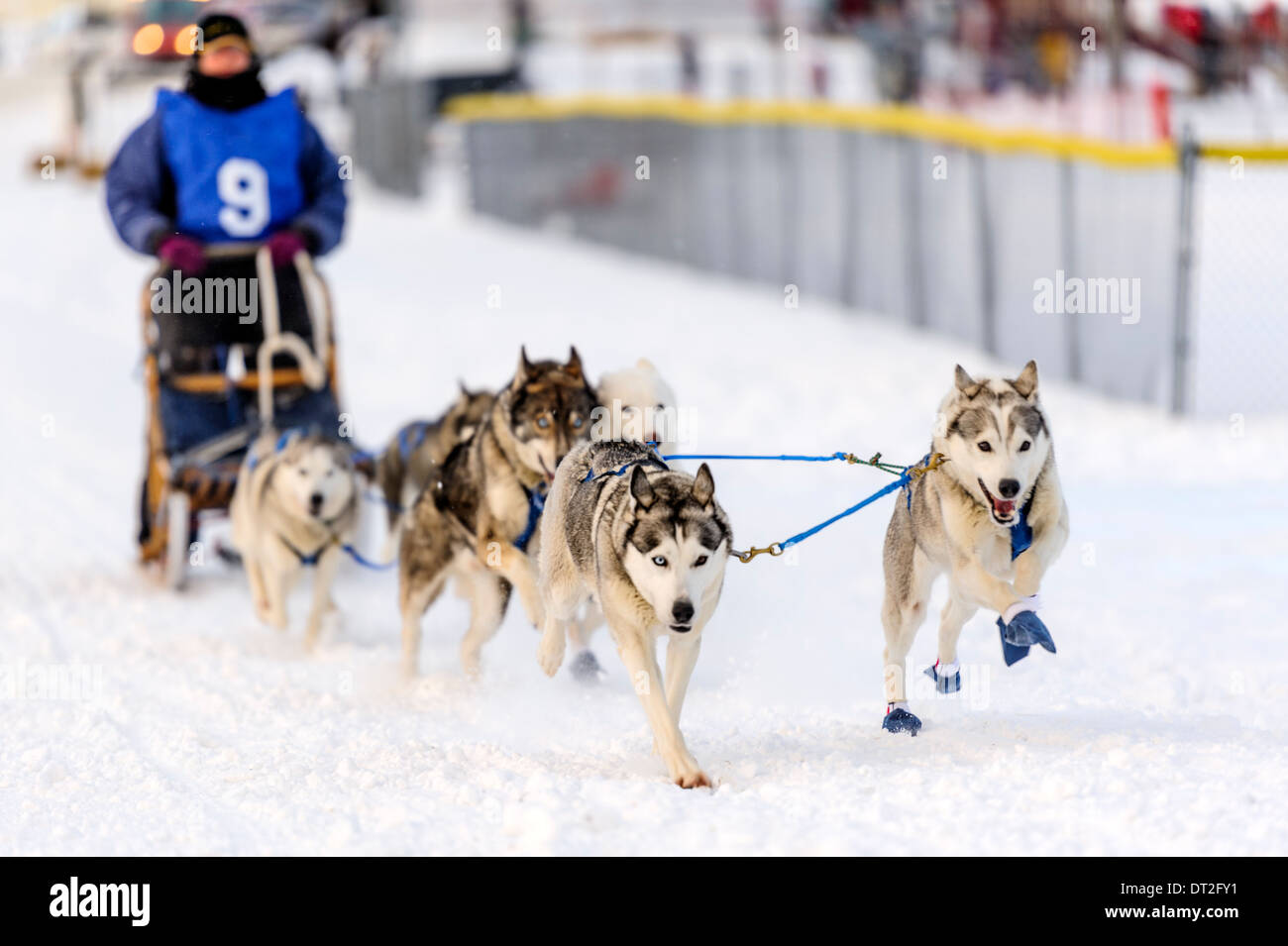 Dog Sled Race - Six Dogs Stock Photo - Alamy