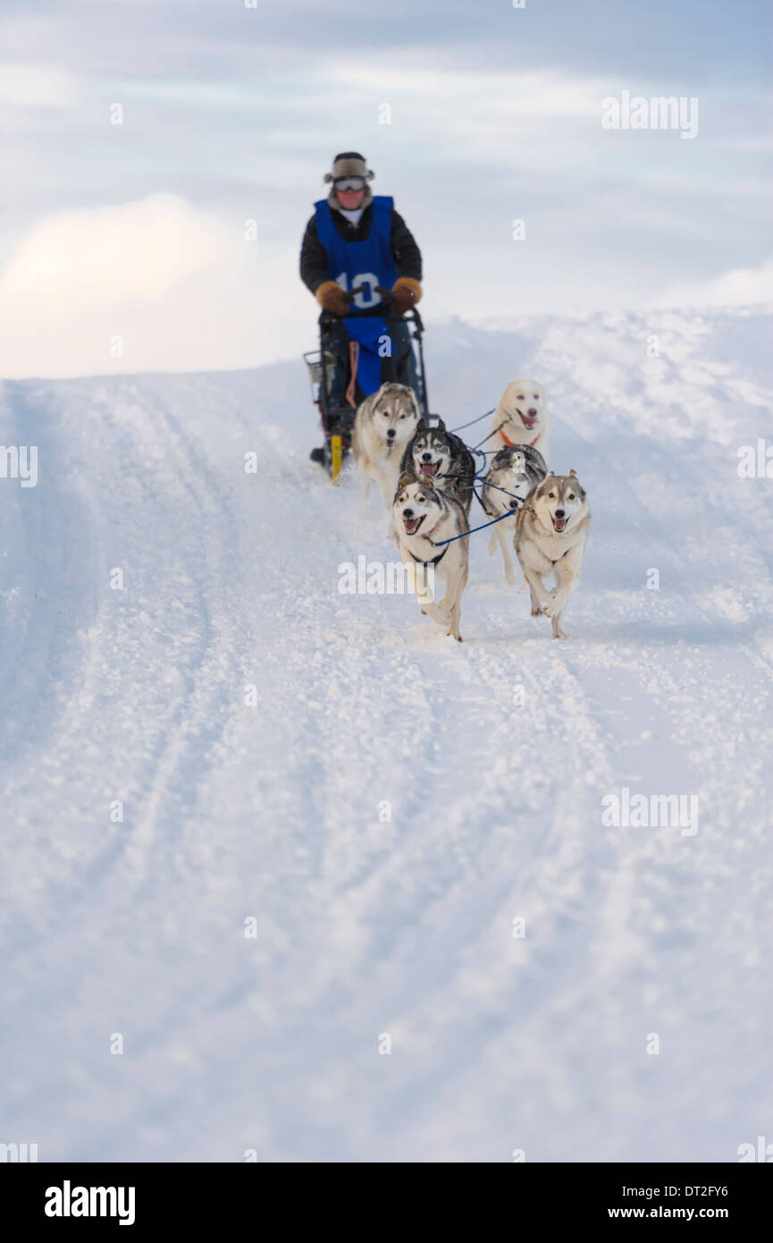 Dog Sled Race - Six Dogs Stock Photo - Alamy