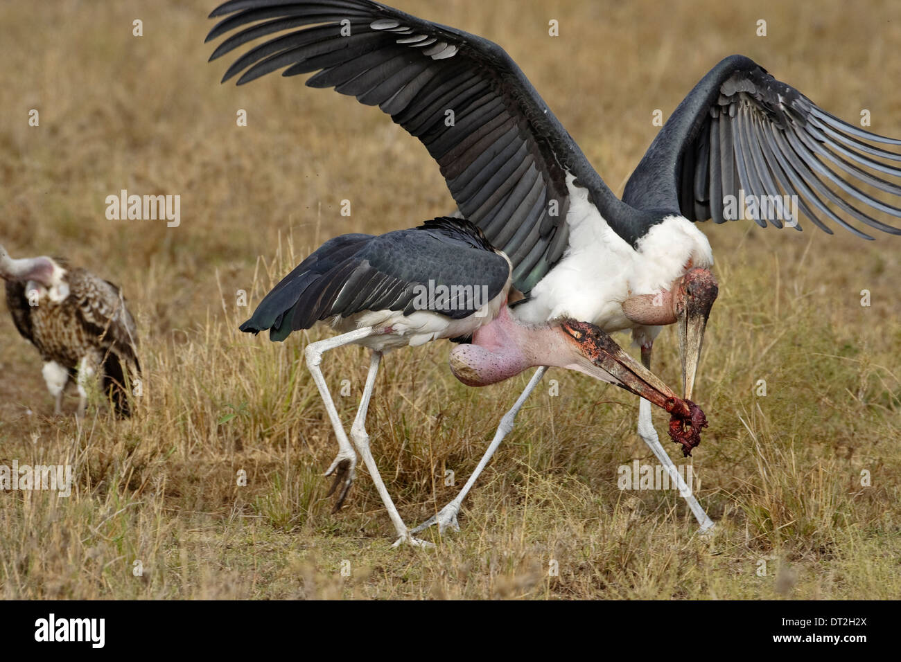 Two Marabou Storks (Leptoptilos crumeniferus) fighting over meat Stock ...