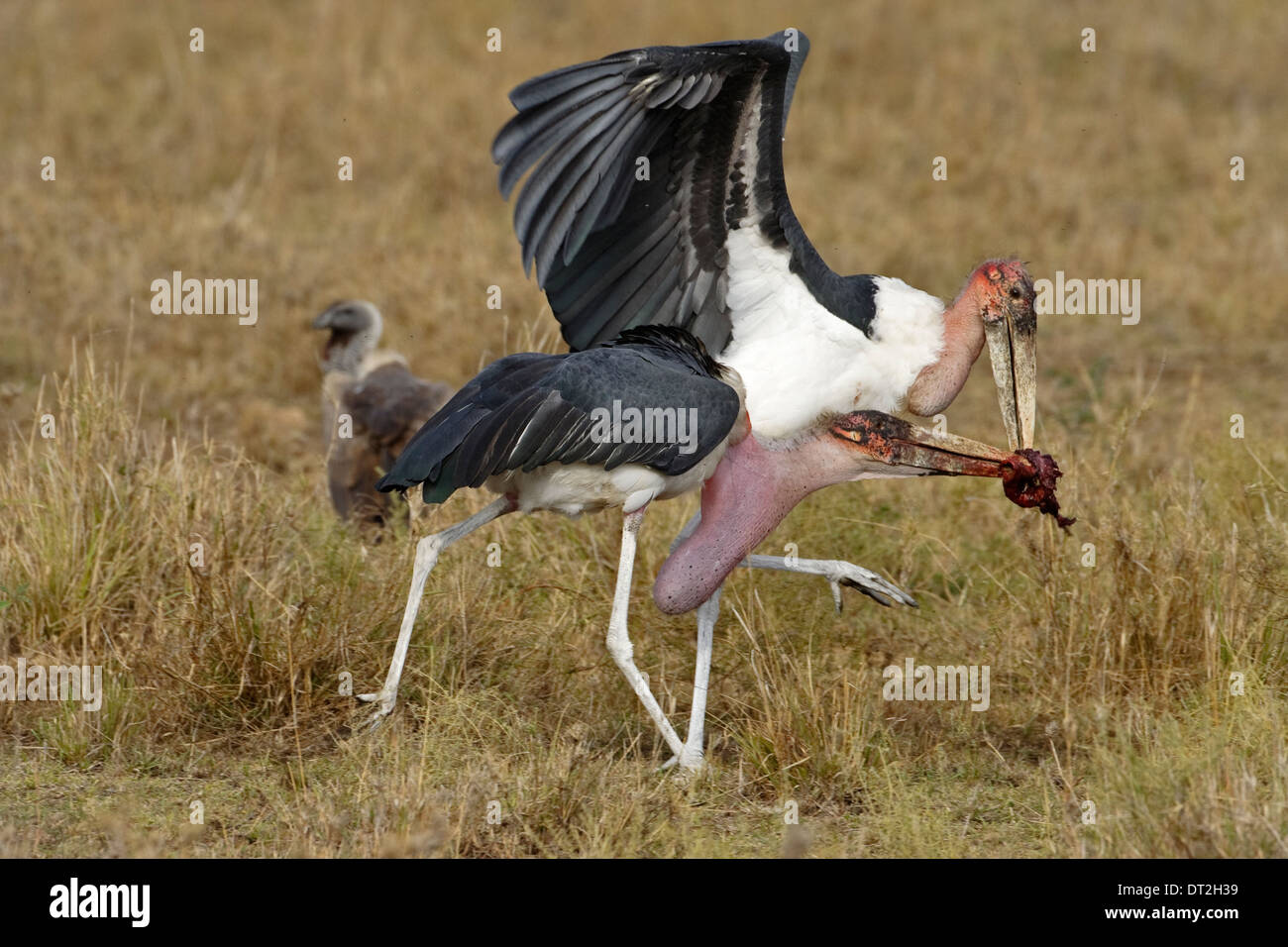 Birds Fighting Over Meat