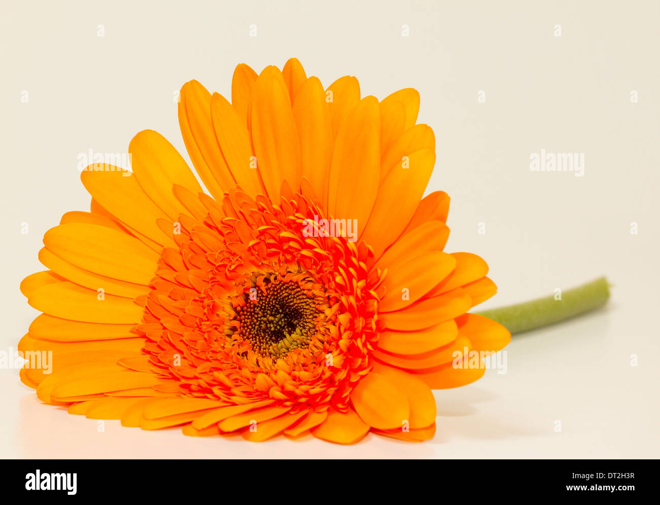 One single gerbera flower with a colorful background Stock Photo - Alamy