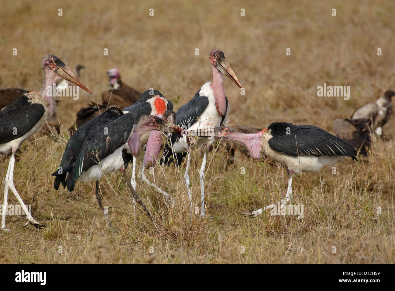 Birds Fighting Over Meat