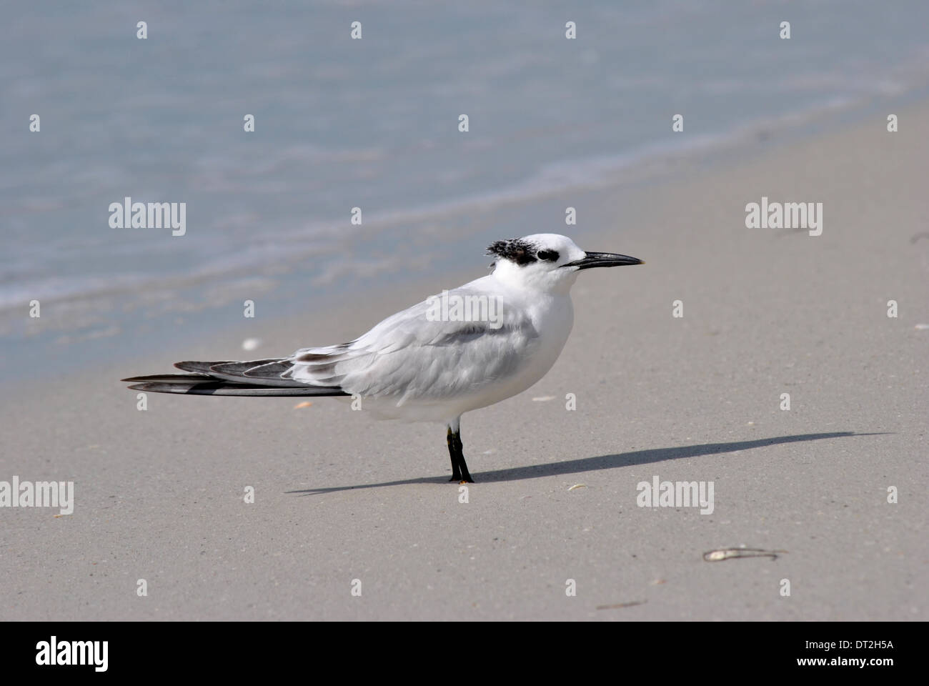 Fosters tern hi-res stock photography and images - Alamy