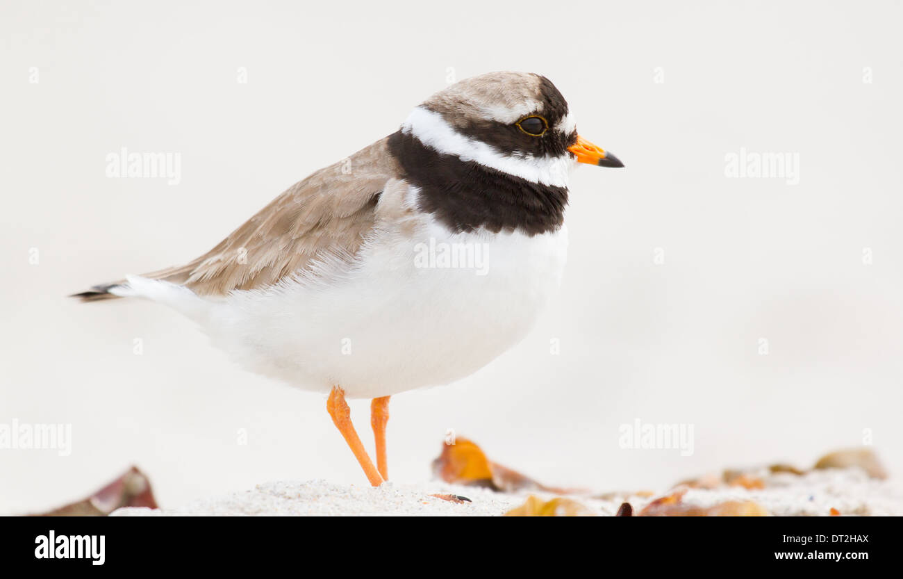 A ringed plover walking on the beach Stock Photo - Alamy