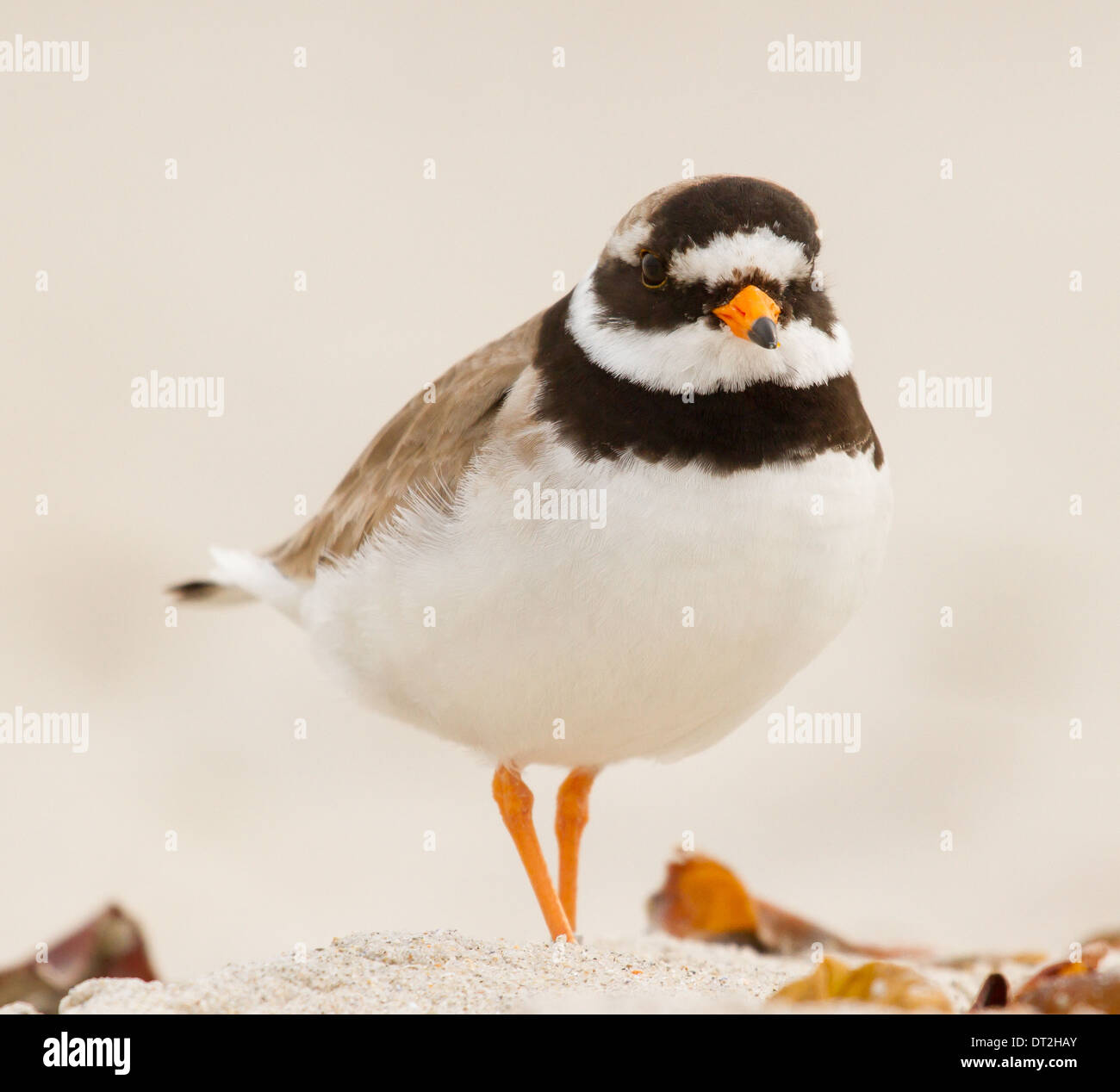 A ringed plover walking on the beach Stock Photo - Alamy
