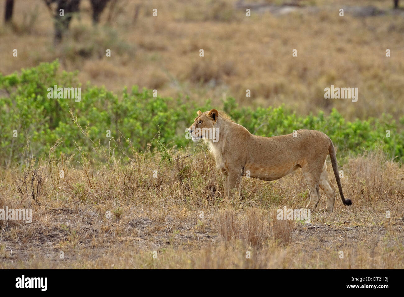 Male lion prey hi-res stock photography and images - Alamy