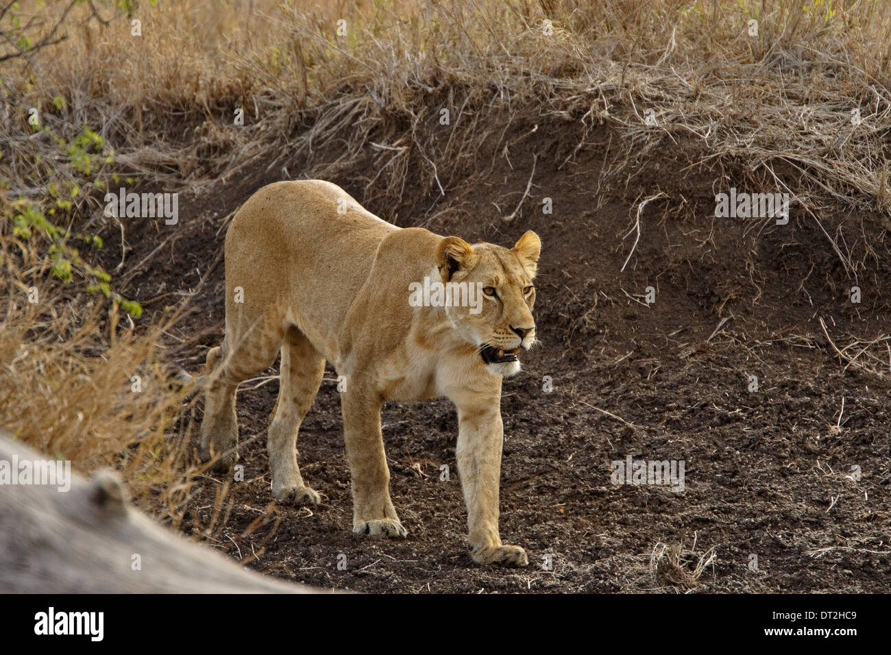 Lion (Panthera leo), female walking Stock Photo - Alamy