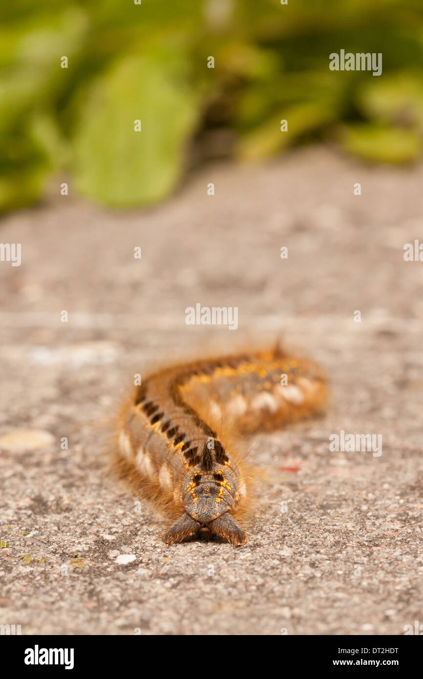 A caterpillar on a stone Stock Photo - Alamy