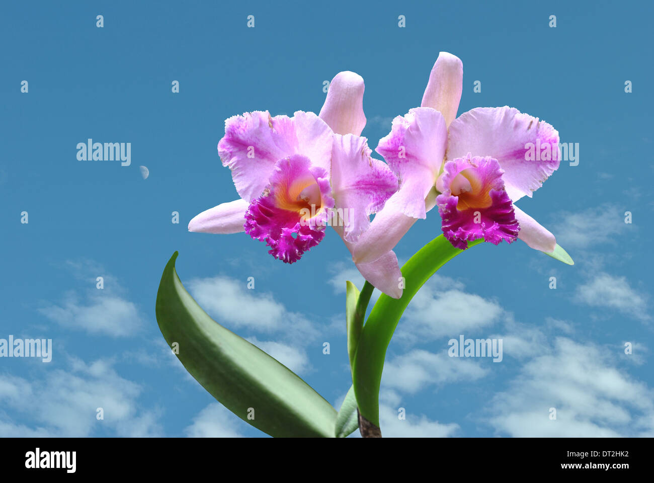 Cattleya flowers hi-res stock photography and images - Alamy