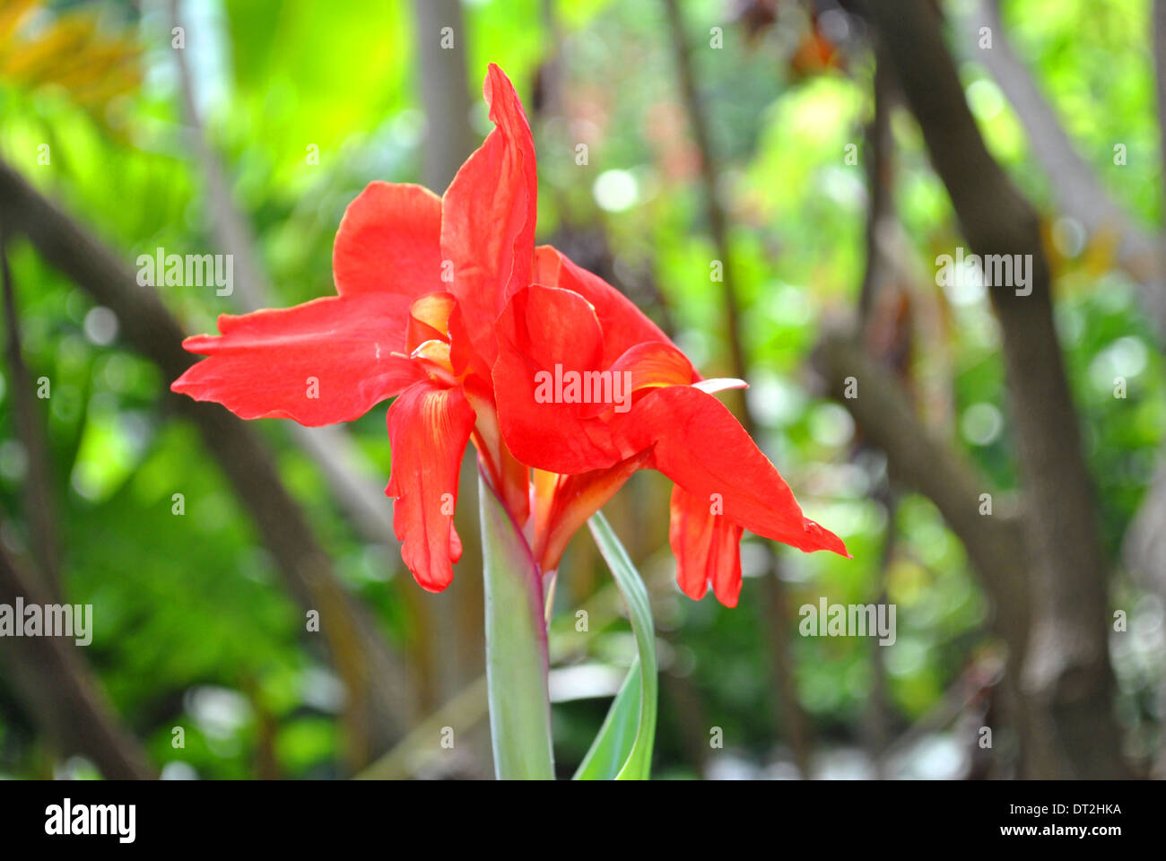 Canna 'president' hi-res stock photography and images - Alamy