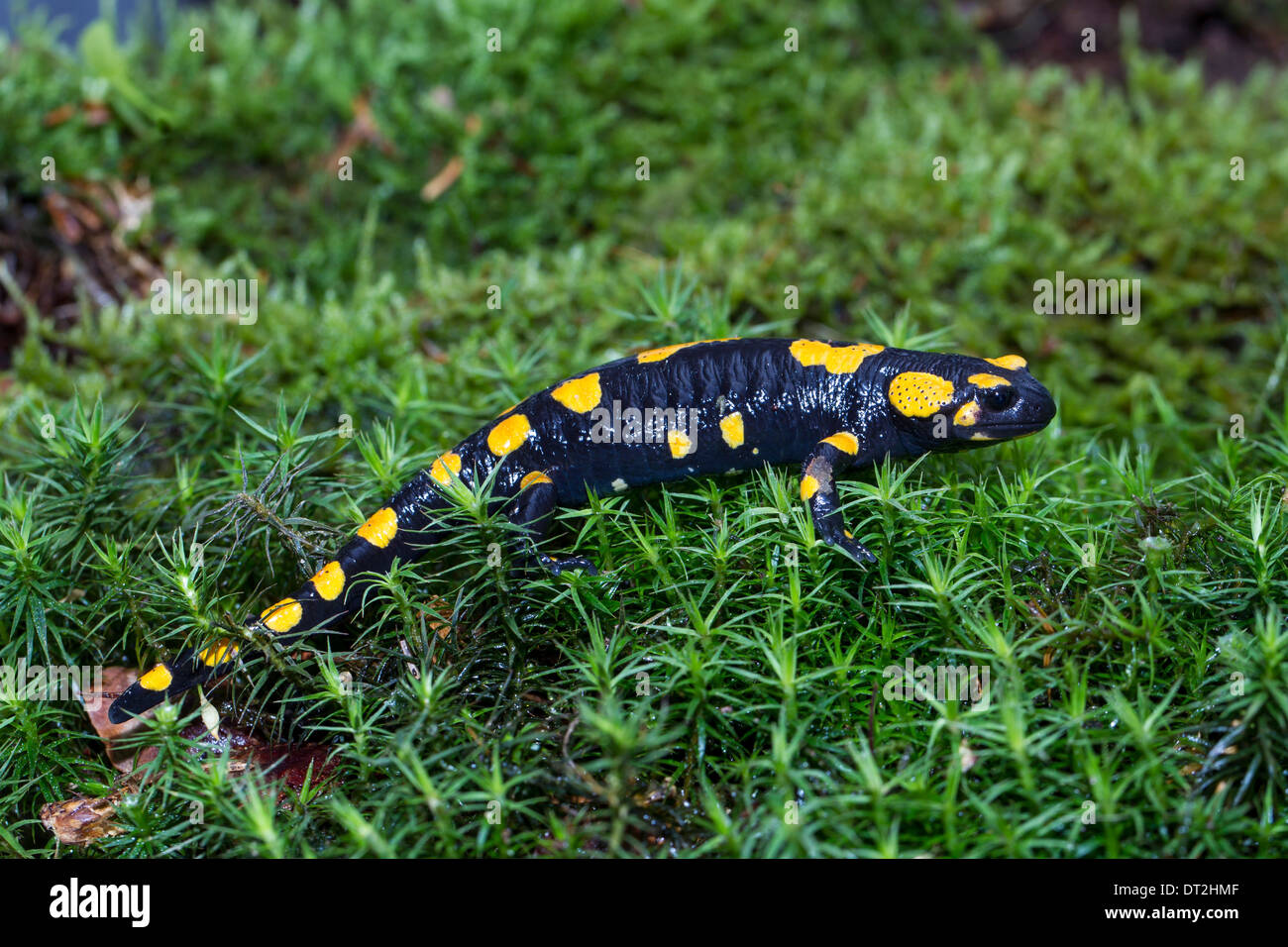 Fire salamander Salamandra salamandra Feuersalamander Stock Photo - Alamy