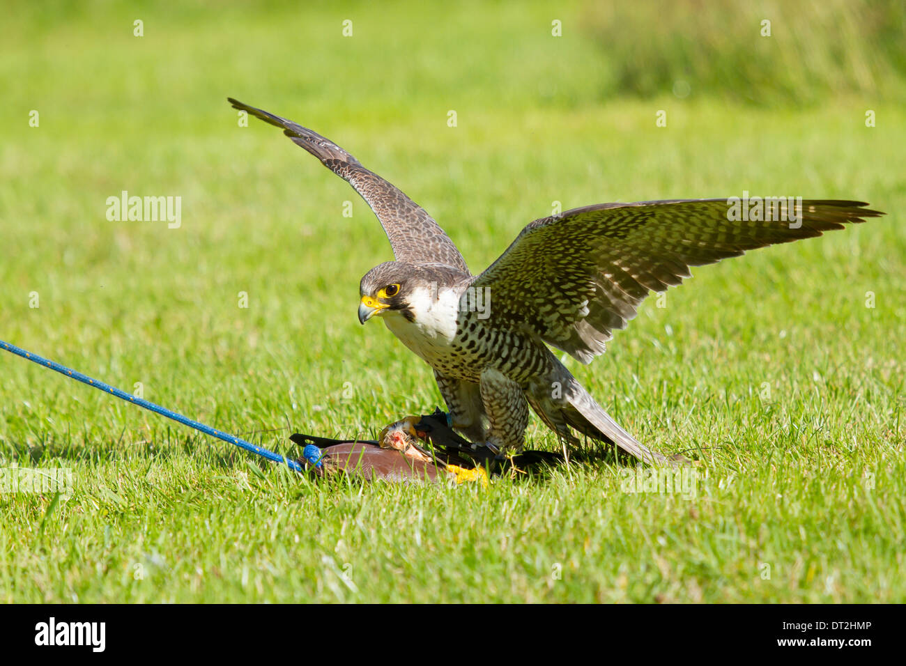 A falcon in captivity is training to hunt Stock Photo - Alamy