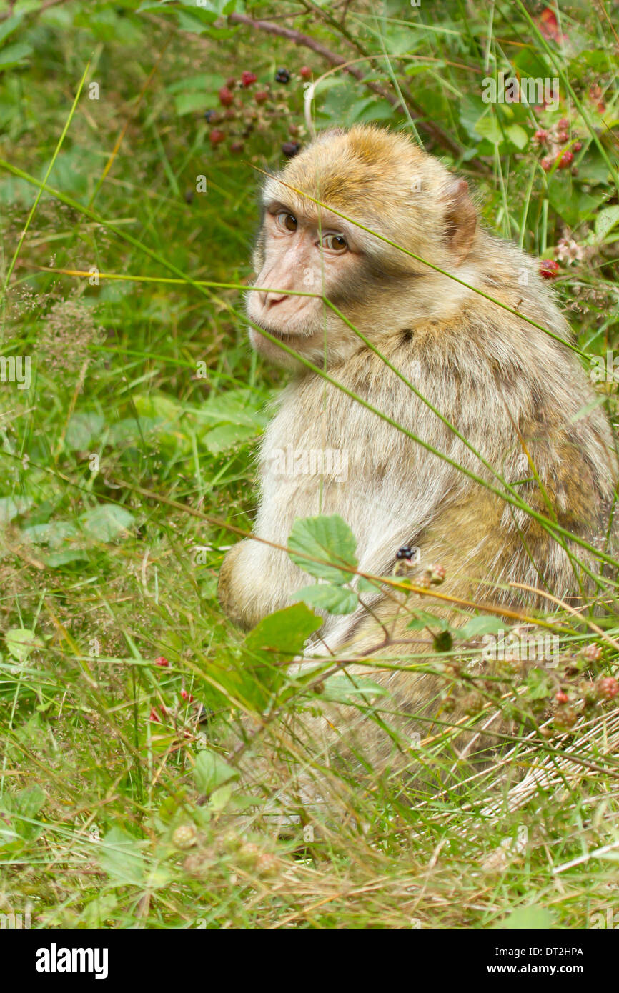 A monkey is searching for food Stock Photo - Alamy
