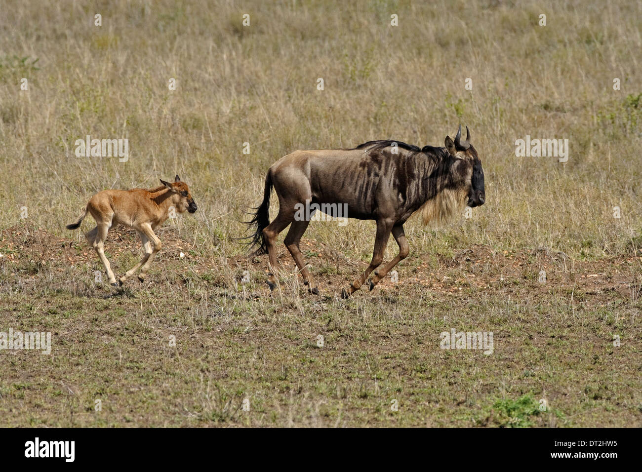 White-bearded Gnu (Connochaetes taurinus ssp. albojubatus), running ...