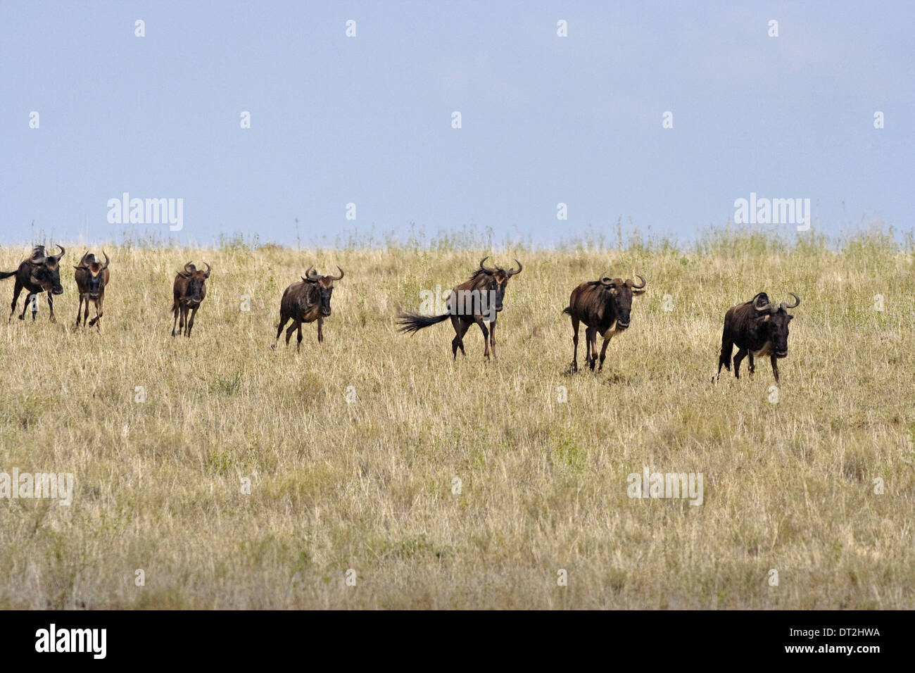 Running the line hi-res stock photography and images - Alamy