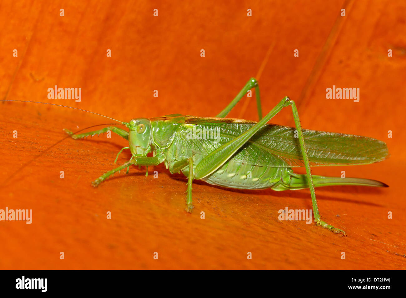A close-up of a grasshopper Stock Photo - Alamy