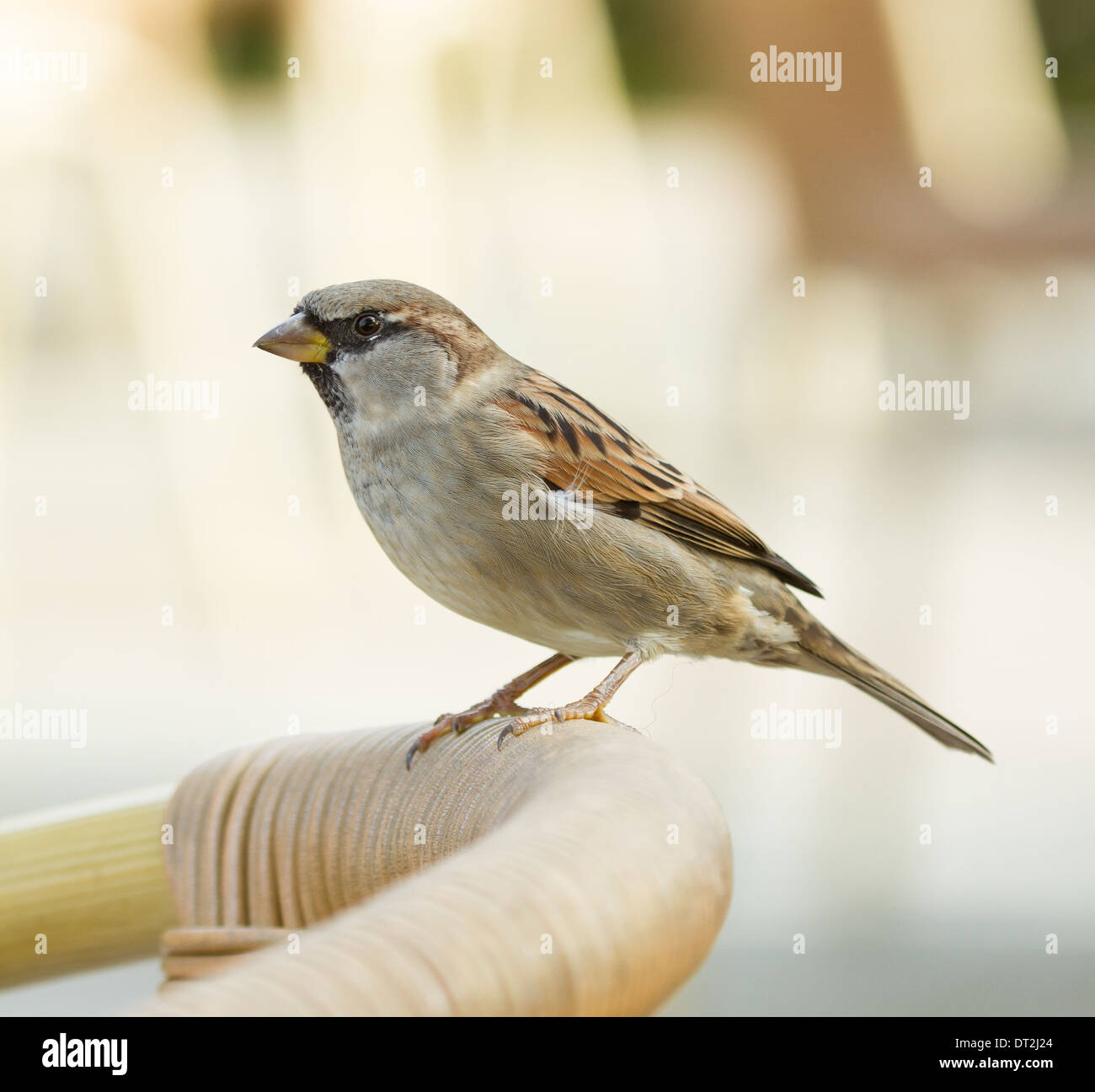 Sparrow photographs hi-res stock photography and images - Alamy