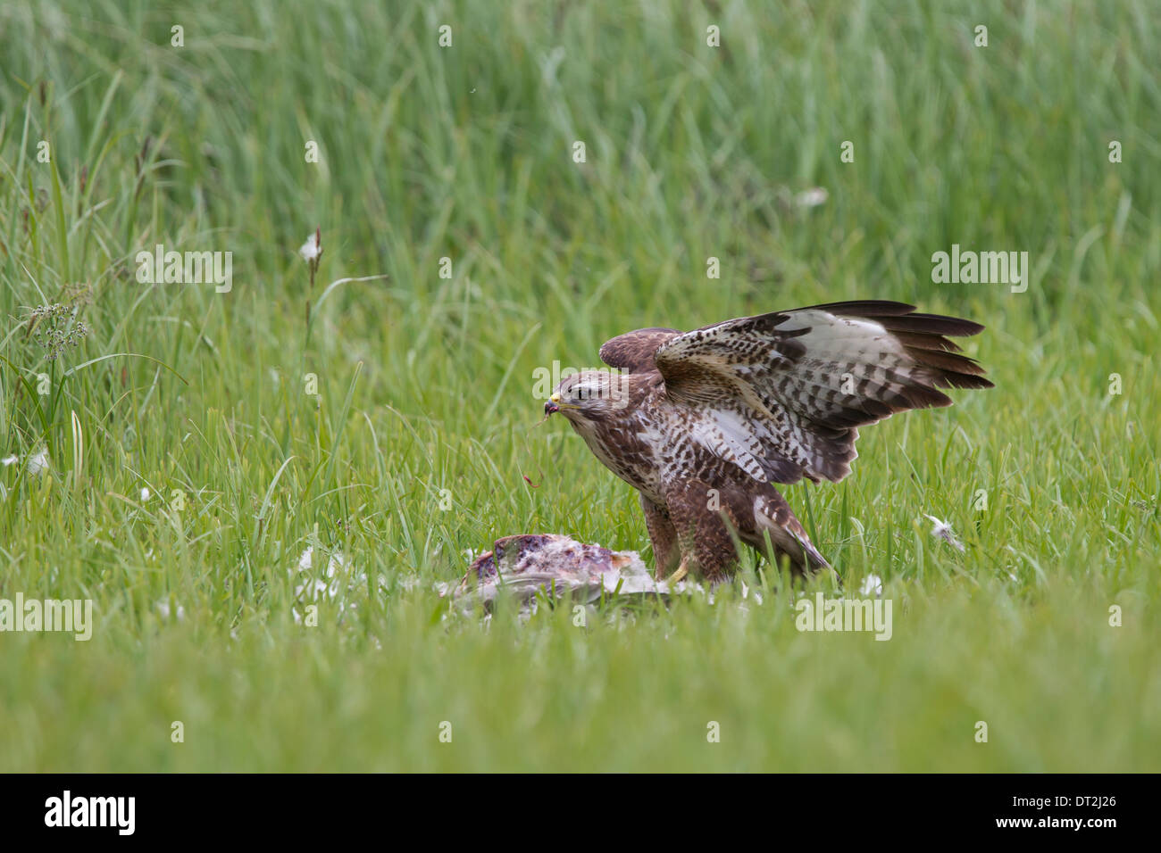 Bussard landung hi-res stock photography and images - Alamy