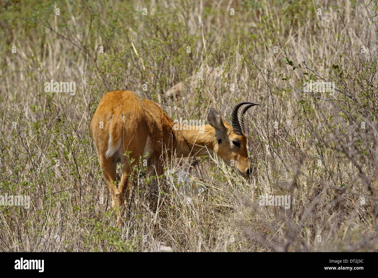 Bohor reedbuck (Redunca redunca), male Stock Photo - Alamy