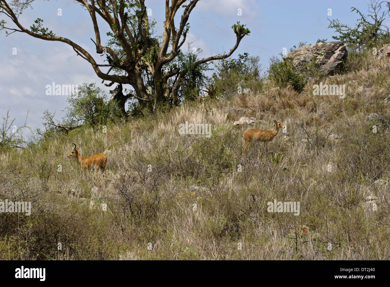Tanzania bohor reedbuck antelope hi-res stock photography and images ...