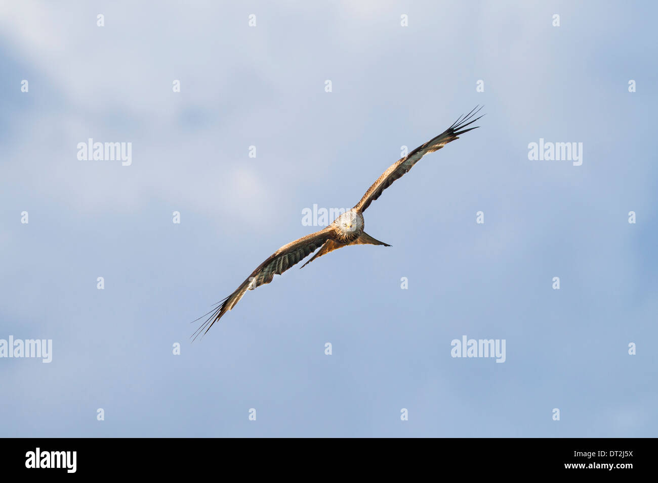 Milvus milvus Red Kite Roter Milan flying Rotmilan Stock Photo - Alamy