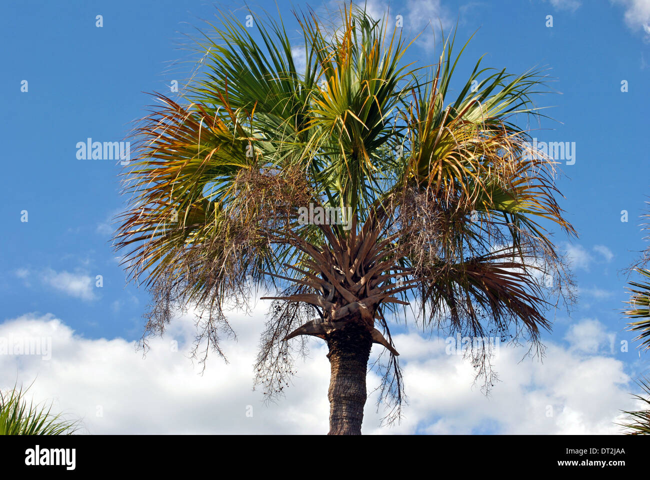 Washingtonia robusta palm trees hi-res stock photography and images - Alamy