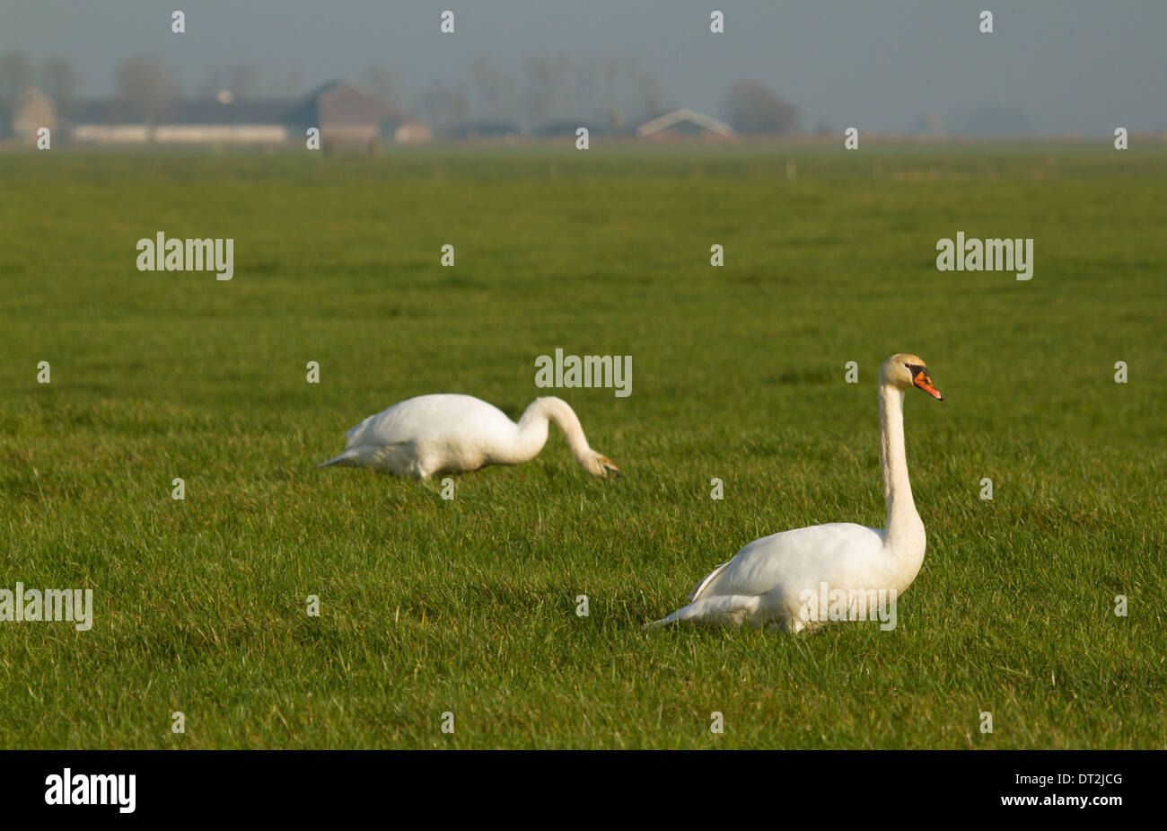 Swan eating in field hi-res stock photography and images - Alamy