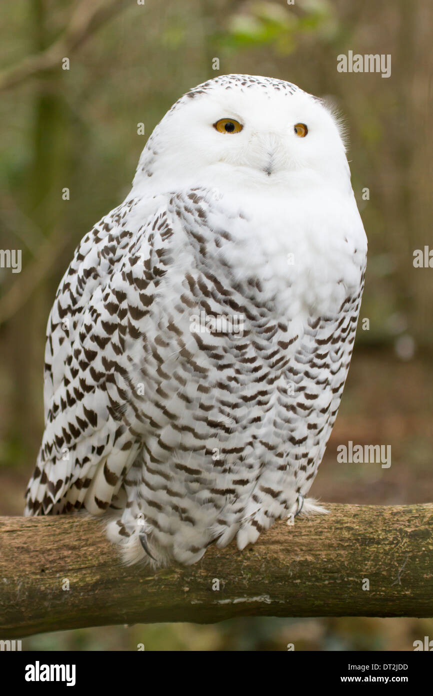 A snow owl in captivity Stock Photo - Alamy