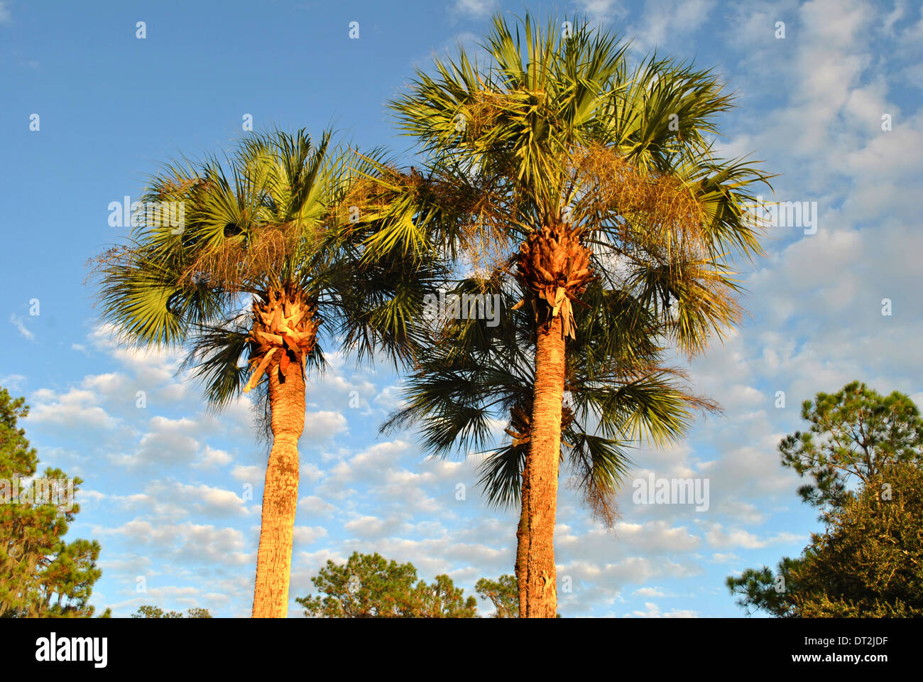 Washingtonia Robusta