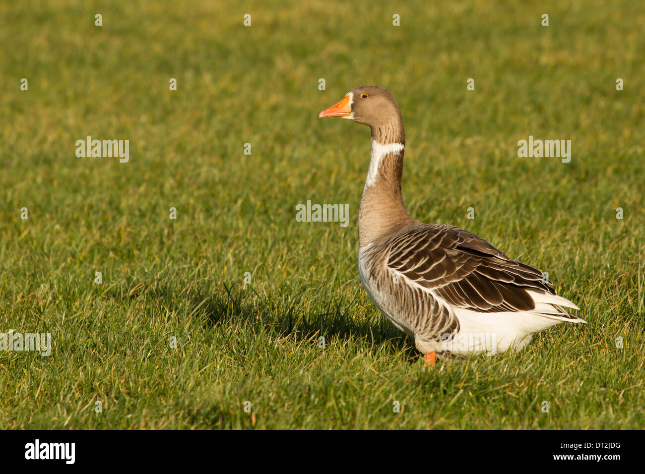A goose in a field Stock Photo - Alamy