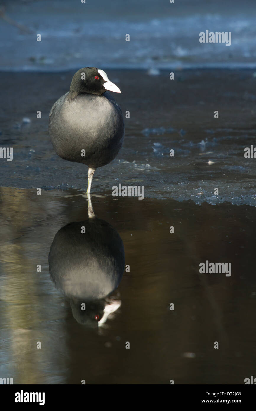 A common coot on the ice Stock Photo - Alamy