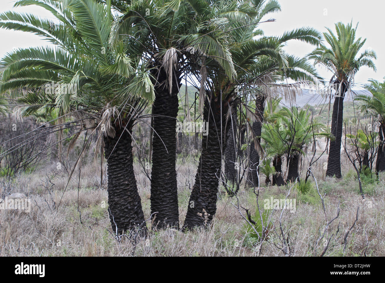 Parm trees hi-res stock photography and images - Alamy