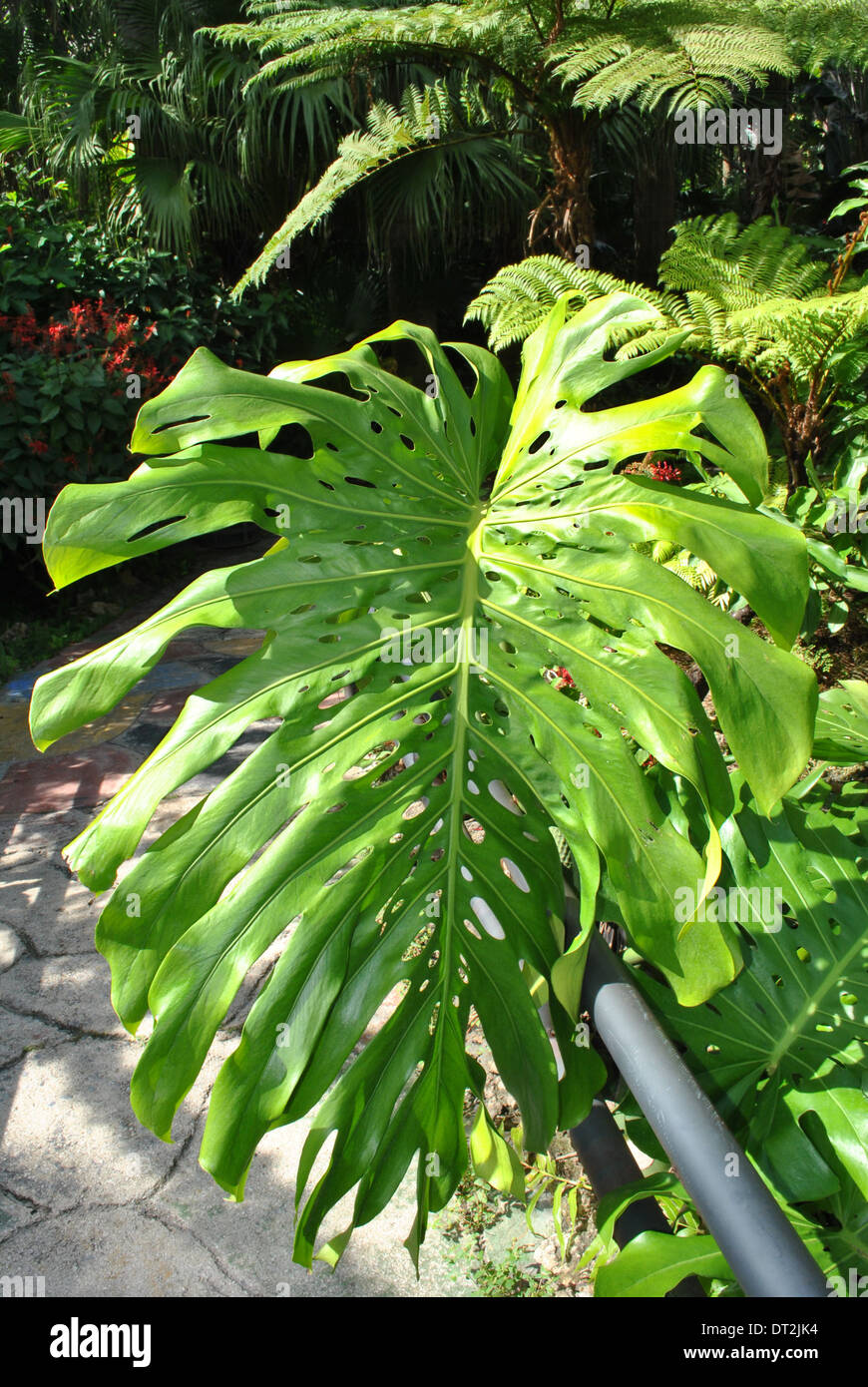 Monstera Giant High Resolution Stock Photography and Images - Alamy