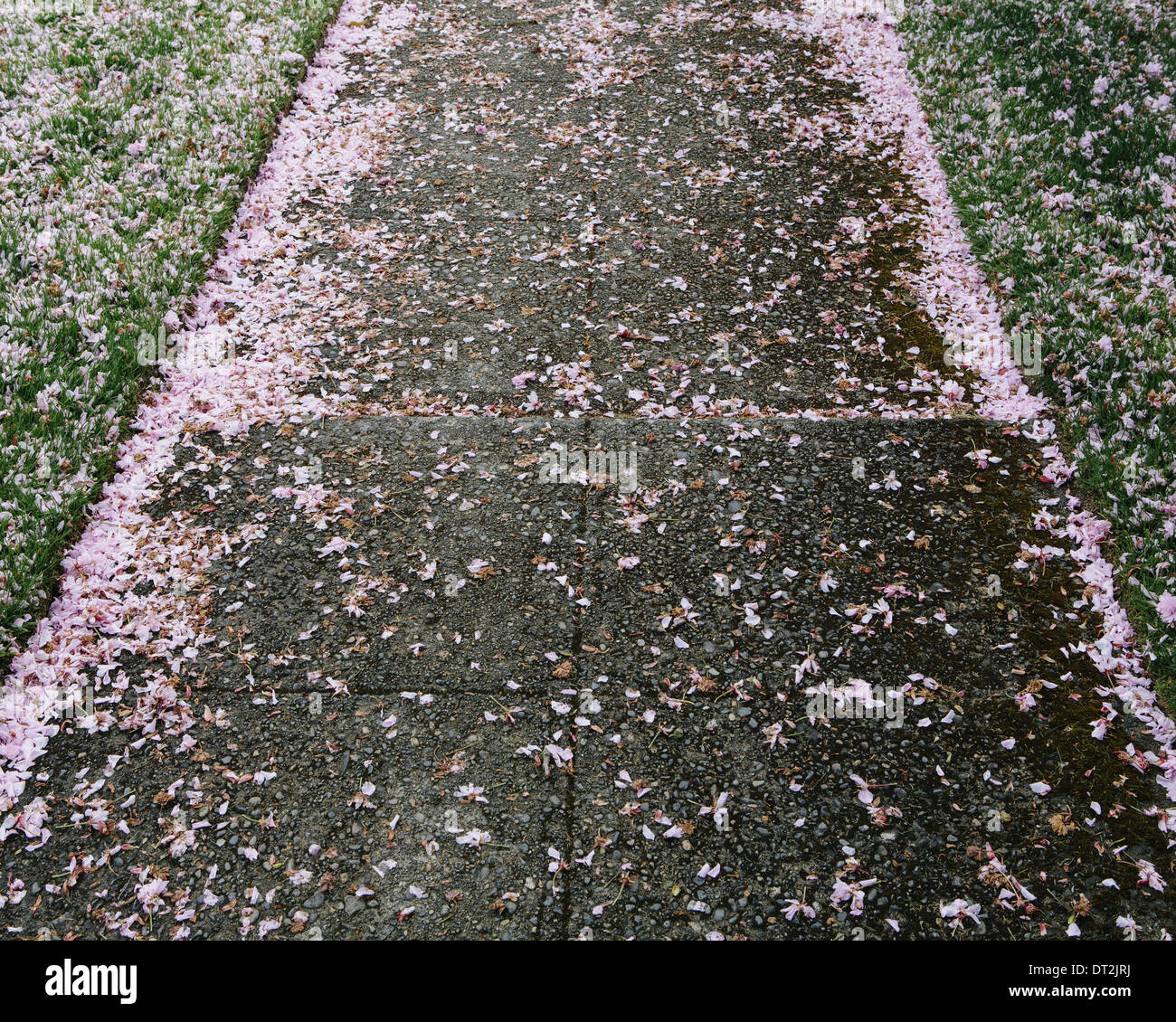 Fallen cherry blossom petals hi-res stock photography and images - Alamy