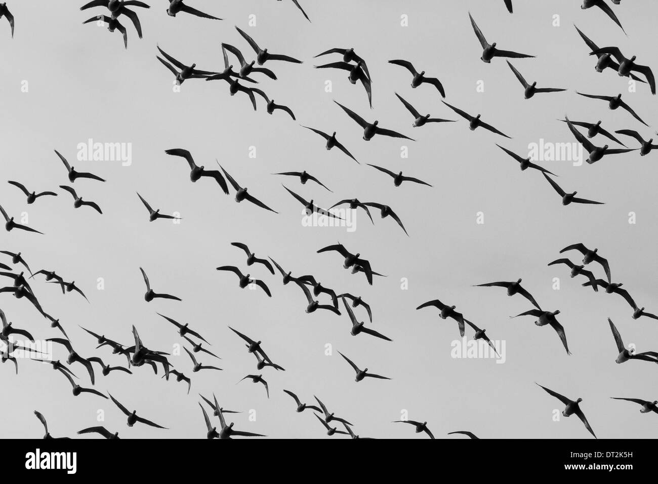 On a wing of light Black and White Stock Photos & Images - Alamy