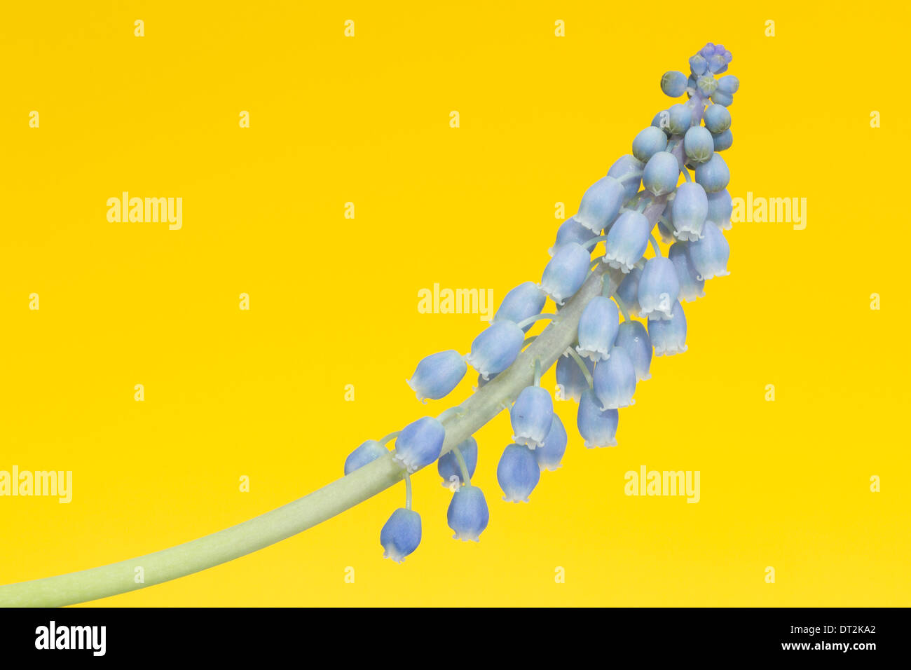 Muscari botryoides flower also known as blue grape hyacinth in closeup ...