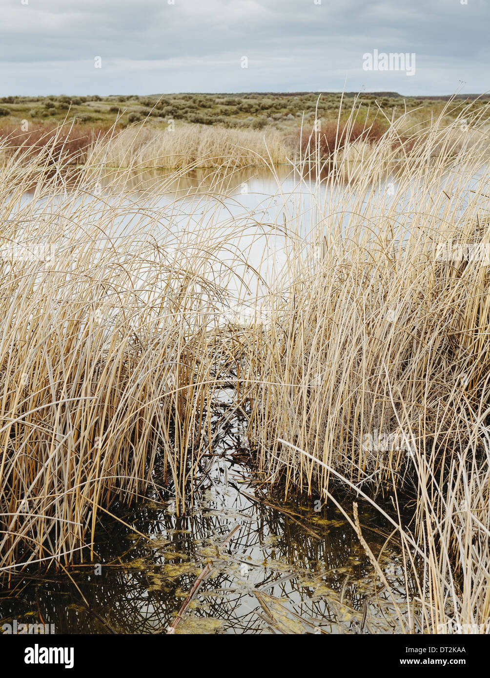 Tall reed grasses and marshes in Columbia National Wildlife Refuge near ...
