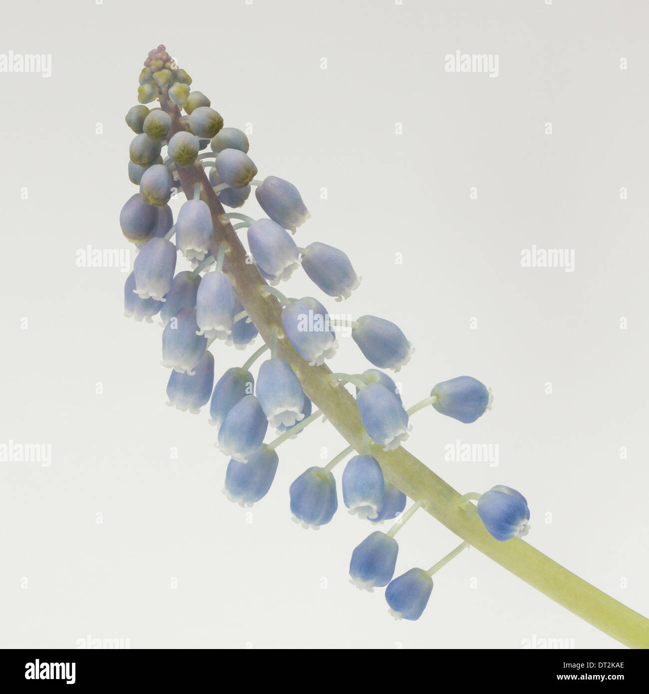 Muscari botryoides flower also known as blue grape hyacinth in closeup ...