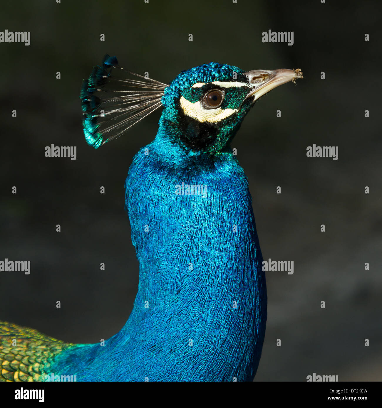 A peacock with sand on its beak Stock Photo - Alamy