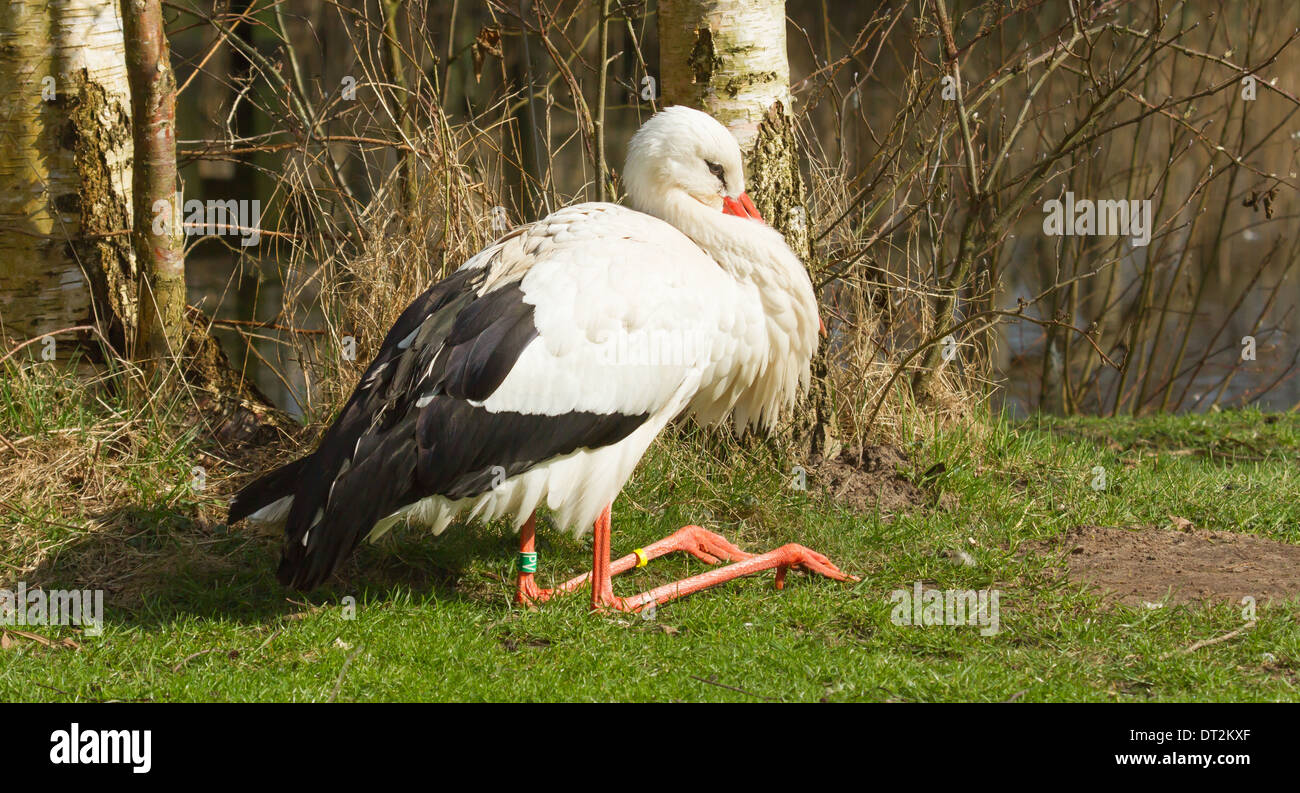 A stork in its natural habitat (Holland Stock Photo - Alamy