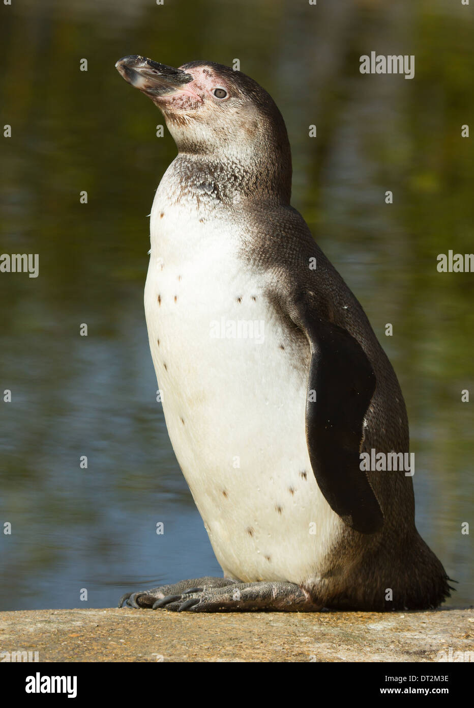 A Humboldt penguin in a dutch zoo Stock Photo - Alamy