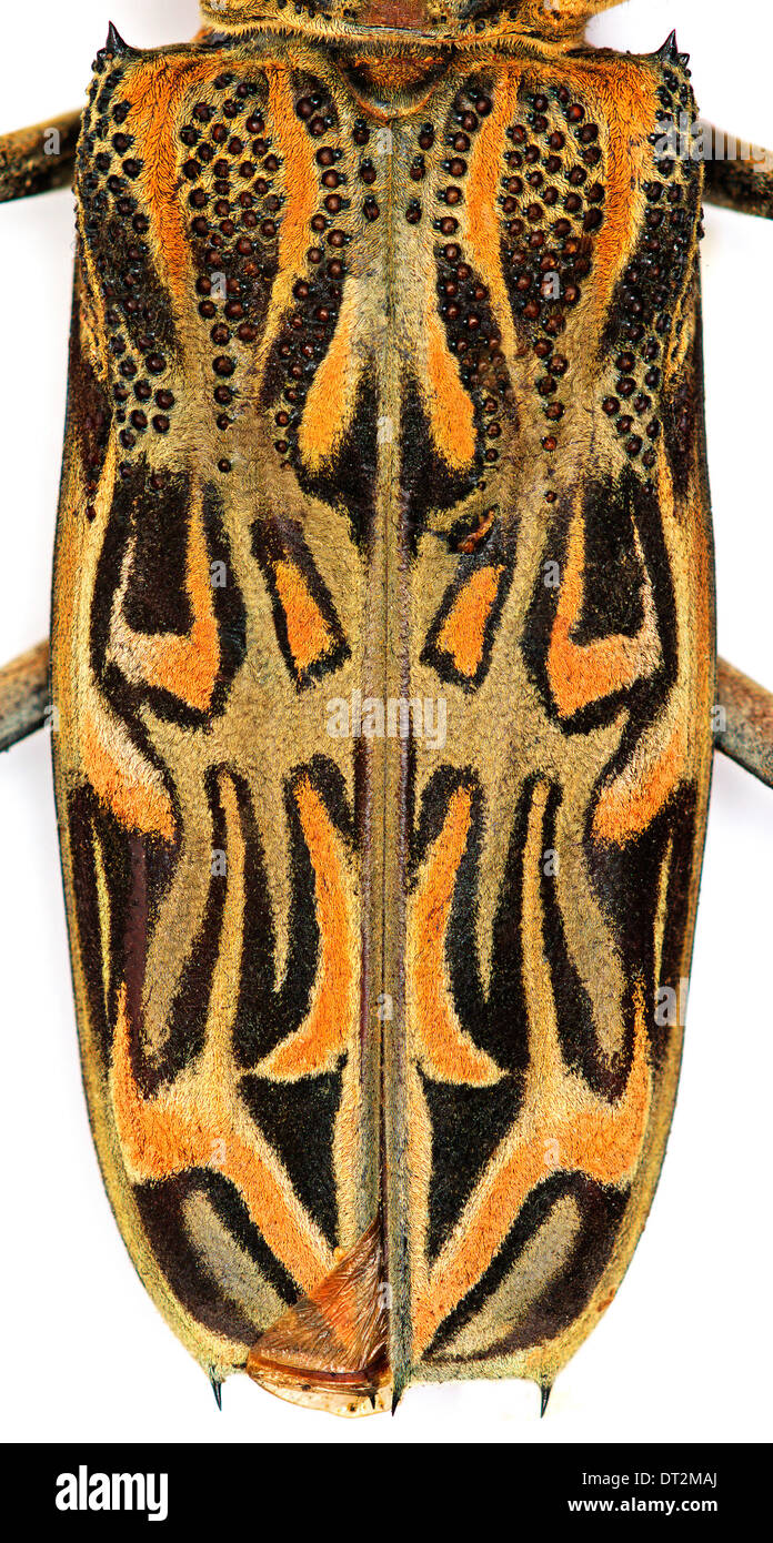 Acrocinus longimanus:view of the back Stock Photo - Alamy