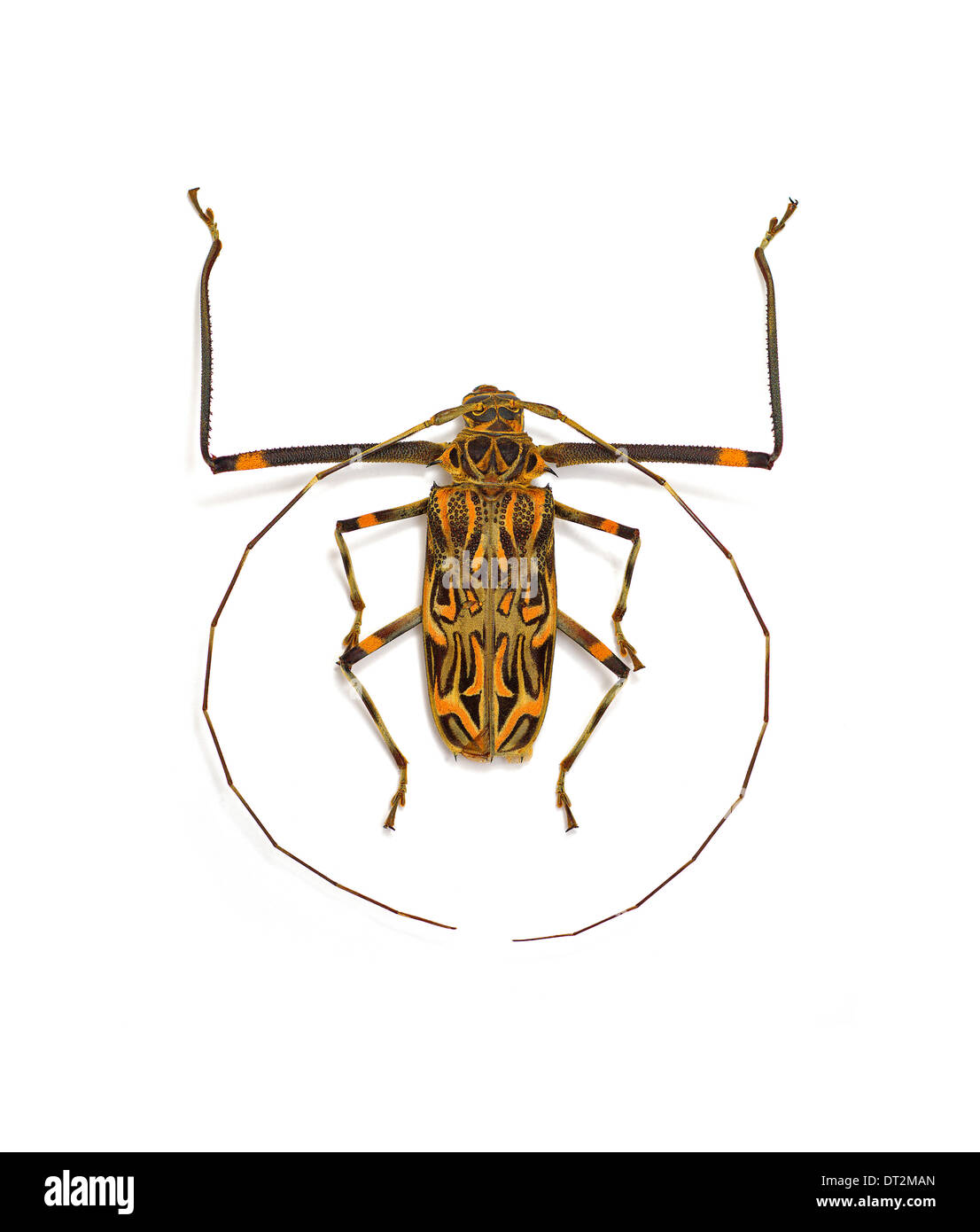 Longimanus hi-res stock photography and images - Alamy