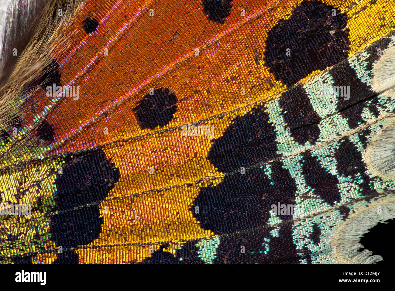 Urania ripheus hi-res stock photography and images - Alamy