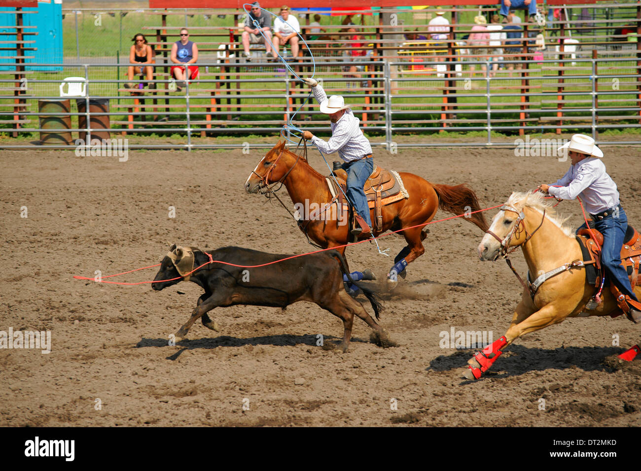Calf roping hi-res stock photography and images - Alamy