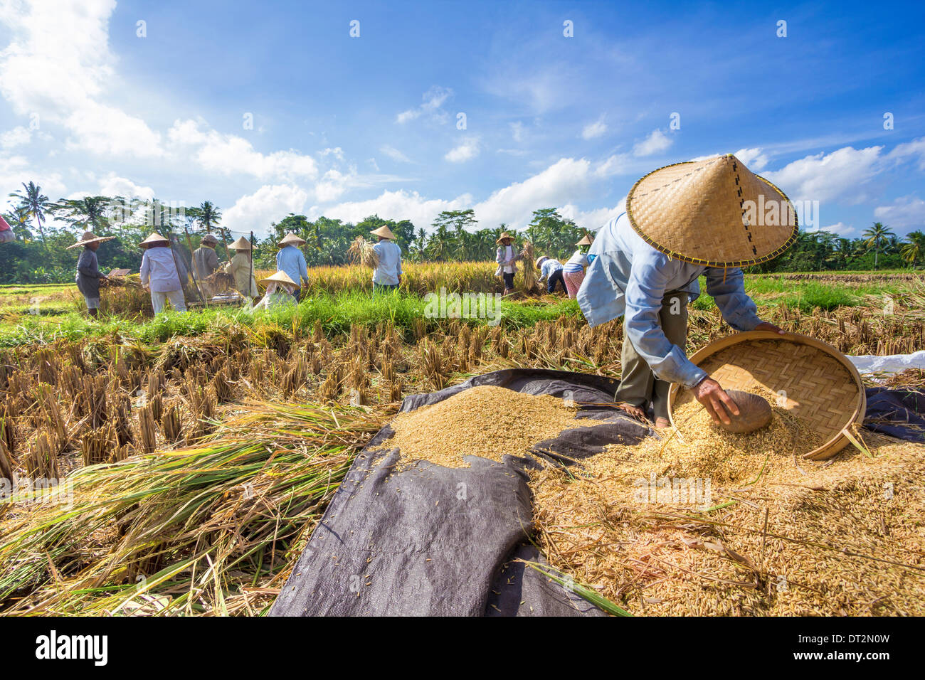 Rice farmer bali hi-res stock photography and images - Alamy